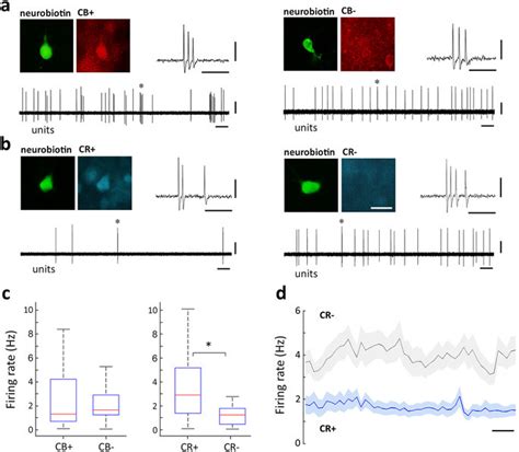 Spontaneous Firing Patterns Of Identified Neurons In The Midline