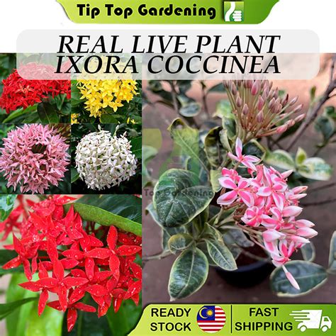 Real Live Plant Ixora Coccinea Flowers Plants Ixora Variegated Jungle