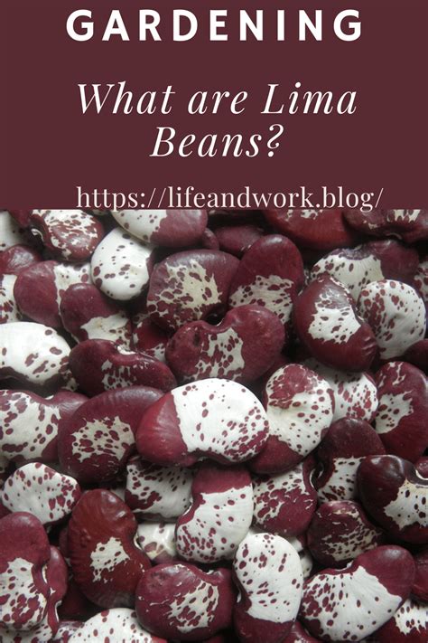 What Are Lima Beans