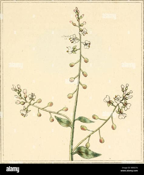 Elements Of The Science Of Botany 1812 Explains The Classification Of Plants According To