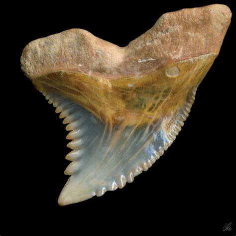 Snaggletooth Shark Tooth Hemipristis Serra The Grey Velvet Rag Paper Digital Art Print