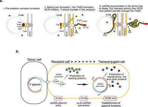 Model For Conjugation Initiation And Intracellular Dynamics Ai Before