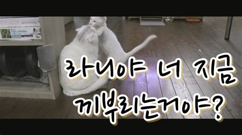 많이 큰 아기고양이 하니의 질투 YouTube