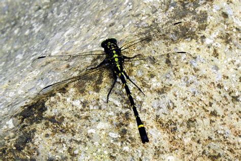 昆虫シリーズ34 トンボの仲間その5 あきた森づくり活動サポートセンター