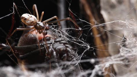 Why The Male Black Widow Spider Is A Real Home Wrecker Kqed