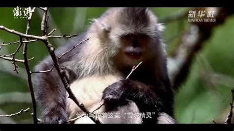 守护滇金丝猴，他们倾力呵护着“雪域精灵”凤凰网视频凤凰网
