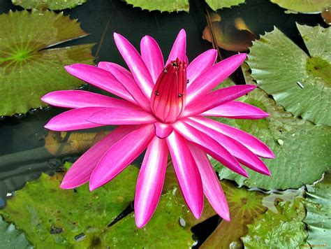 Обои Цветы Лилии водяные нимфеи кувшинки обои для рабочего стола фотографии цветы лилии