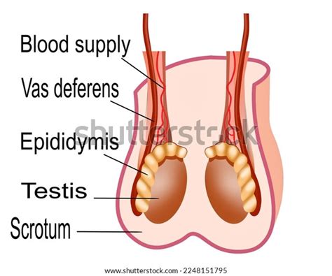 Vasectomy Operation Structure Scrotum Diagram Stock Illustration