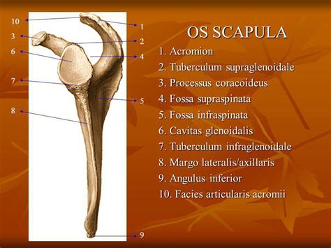 Anatomi Extremitas Superior Ppt Download