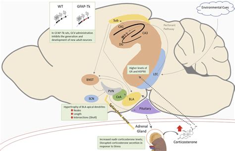 Schematic Representation Of The Alterations In Gfap‐tk Female Rats Download Scientific Diagram
