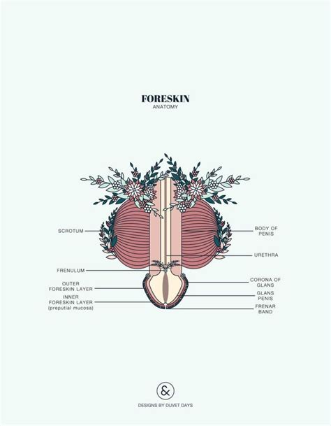 Foreskin Designs By Duvet Days Anatomy Illustrations ศิลปะ