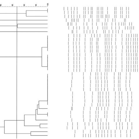 Dendrogram Obtained From The Analysis Of Apai Pfge Patterns Download