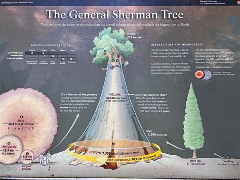 General Sherman Tree Size Comparison