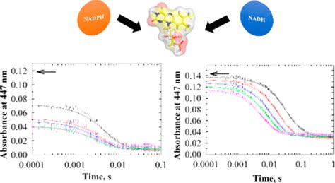 Kinetic Investigation Of A Presumed Nitronate Monooxygenase From Pseudomonas Aeruginosa Pao1