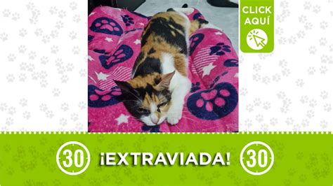 Linda Gatita Perdida En Robledo La Buscan Desde El 23 De Diciembre Minuto30