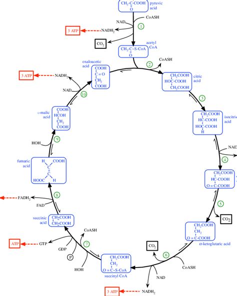 Krebs Cycle Diagram With Enzymes Citric Acid Cycle An Overview