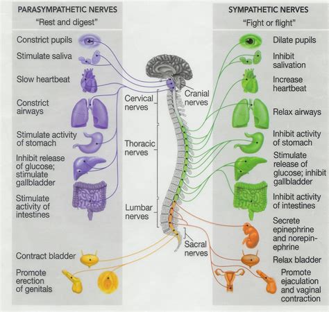 Parasympathetic And Sympathetic Nervous System Chart