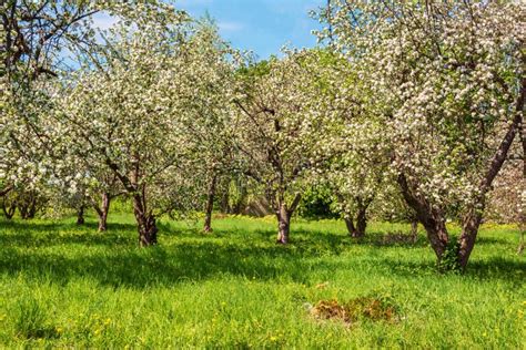 春天的苹果树怎么画 简单的苹果树怎么画 怎么画苹果树简笔画 第13页 大山谷图库