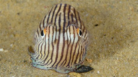 13 Of The Most Venomous Sea Creatures Lurking In The
