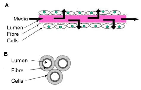 Hollow Fiber Bioreactors For In Vivo Like Mammalian Tissue Culture