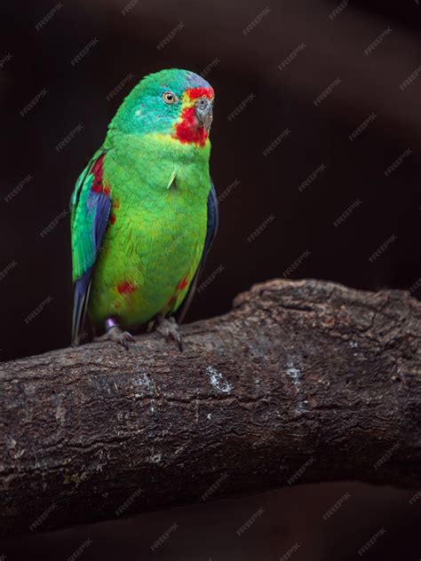 Premium Photo Swift Parrot Premium Photo Swift Parrot
