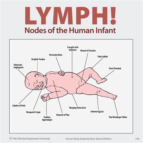 lymph nodes of the human infant
