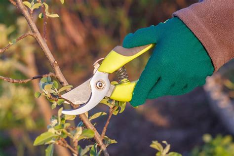 Pear Tree Pruning Made Easy A Beginners Guide