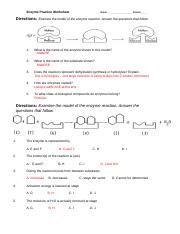Enzyme Practice Worksheet KEY Doc Enzyme Practice Worksheet Name Period Directions Examine