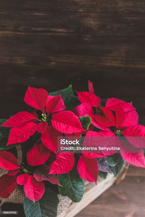 크리스마스 포 인 세 티아 나무 빈티지 소박한 배경에서 격리입니다 몸매 이미지입니다 0명에 대한 스톡 사진 및 기타 이미지 0명 12월 겨울 Istock