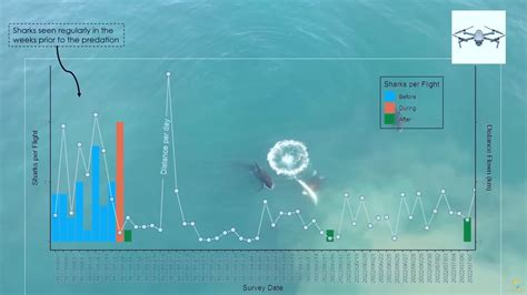 Drone Video Captures Orcas Killing Great White Sharks