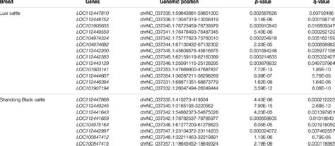 Lncrna Specially Expressed In Shandong Black Cattle And Luxi Cattle