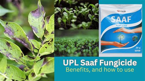 Upl Saaf Fungicide Dual Action Fungicide For Effective Crop Protection