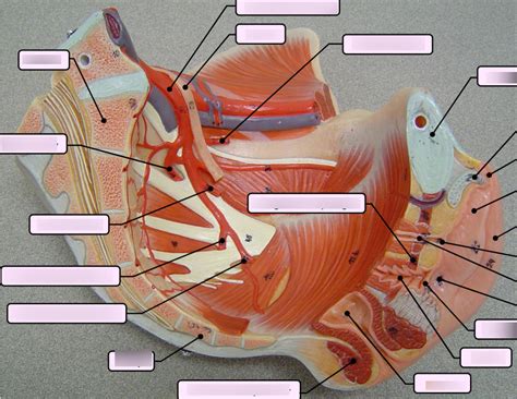 Female Pelvis Midsagittal Diagram Quizlet