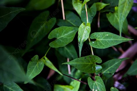 Landscape Photography Green Small Leaves Background Background