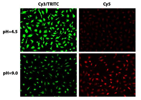 Ratioworks™ Ph165 Am Aat Bioquest