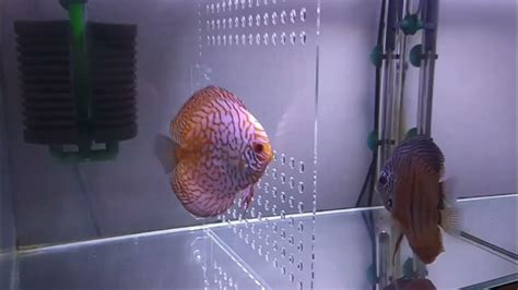 어항 칸막이 설치 영상 어항 수조 용품 디스커스 물고기 구피 거북이 금붕어 도마뱀 격리 수조 차단막 아크릴 분리 합사어항 판대장 물고기 키우기 재벌집막내아들 여과기 싸움