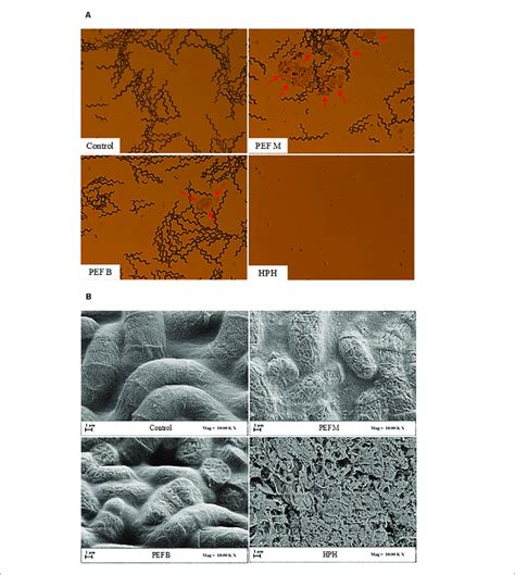 Optical Microscopy 20× Magnification A And Scanning Electron