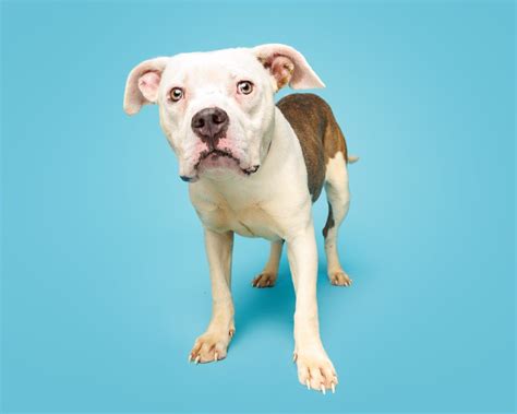 Speckles The Animal Protection Society Of Durham