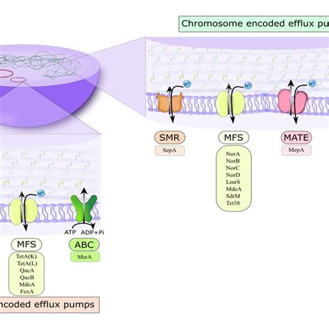 Staphylococcus Aureus Efflux Pumps Important Drug Efflux Pumps Of S Download Scientific
