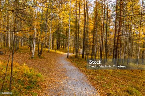 가을의 길과 함께 가을 숲 풍경은 따뜻한 빛을 비추고 황금빛 단풍을 비춥니다 가을 숲의 자연을 배경으로 한 보도 형형색색의 숲에서 생생한 10월의 날 단풍나무 가을 길 가을