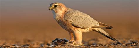 Our Approach Wildlife Conservation Trust