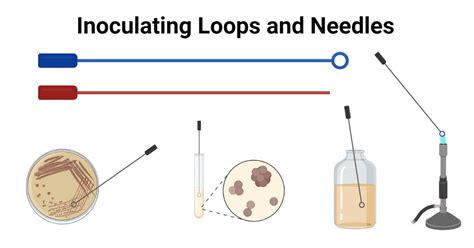 Inoculating Loops And Needles Explained