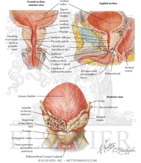 Bladder Prostate And Seminal Vesicles
