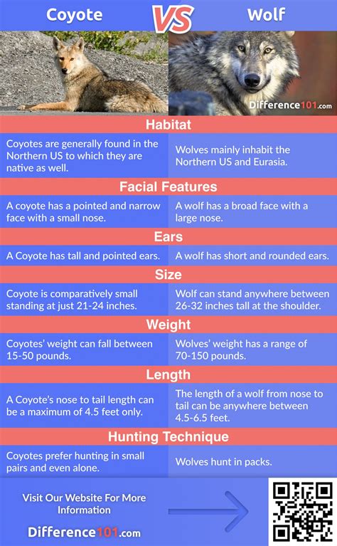 Coyote Vs Wolf Key Differences Pros Cons FAQ Difference