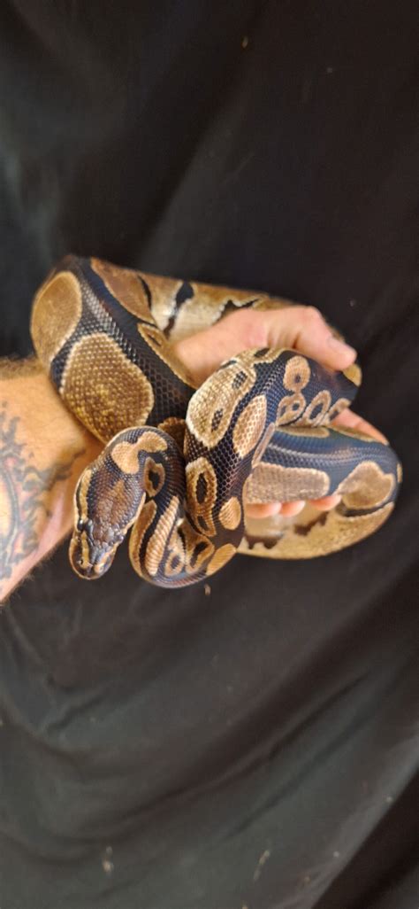 PROVEN BREEDER ADULT FEMALE REDUCED GENETIC BLACK BLACK BALL PYTHON Reptile Mart