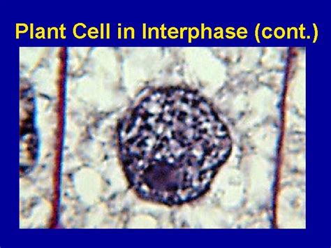 Chapter 9 Cell Reproduction Review What We Know