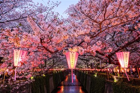 Cherry Blossom In Japan An In Depth Photography Guide