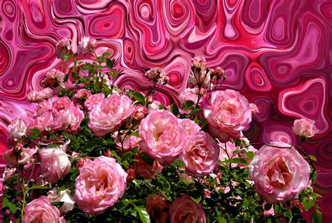 Цветы поздравления · бесплатная фотография от Photomonstr картинки на Fonwall