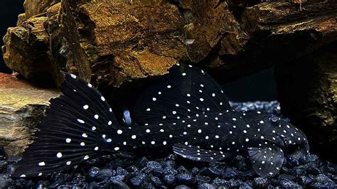 Vampire Pleco L240 Pleco Guide Care Size Lifespan Breeding And More