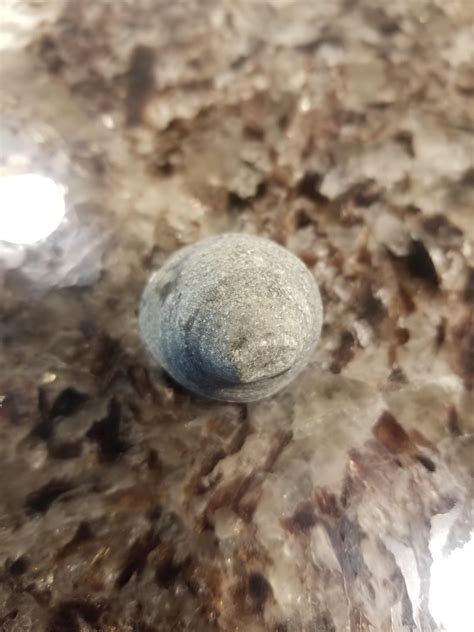 How Did This Rock Form Why Does Part Of It Look Like It Might Be A Fossil R Whatsthisrock